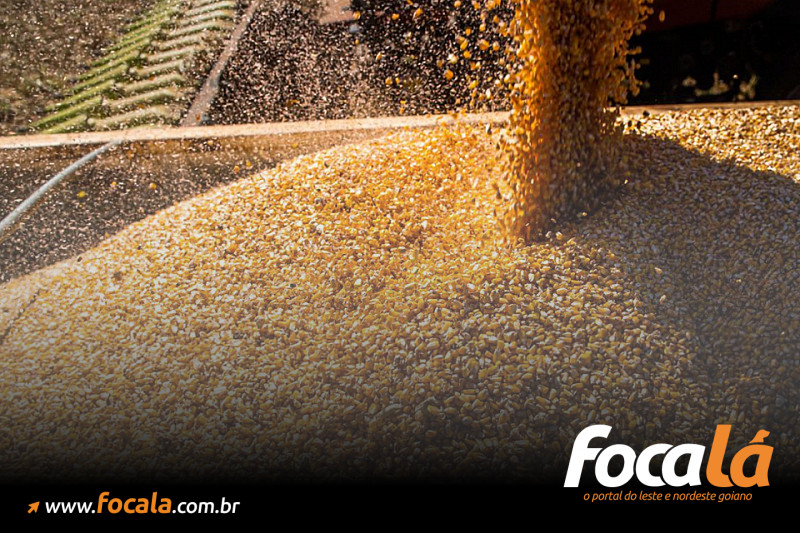 Goiás tem 11 cidades entre as 100 mais ricas do agro brasileiro; veja ...
